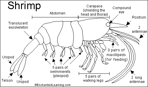 How many legs do shrimps have?