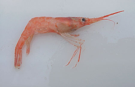 How many legs does a pink shrimp have?