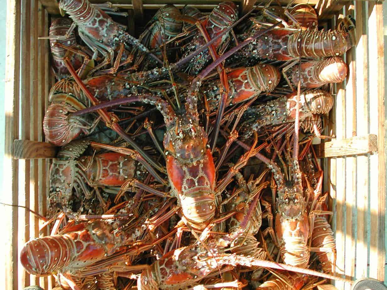 How many lobster traps can you have in Florida?