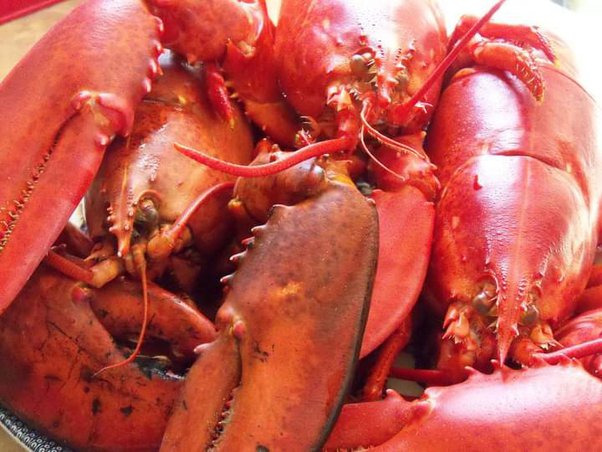 How many lobsters can one person eat?