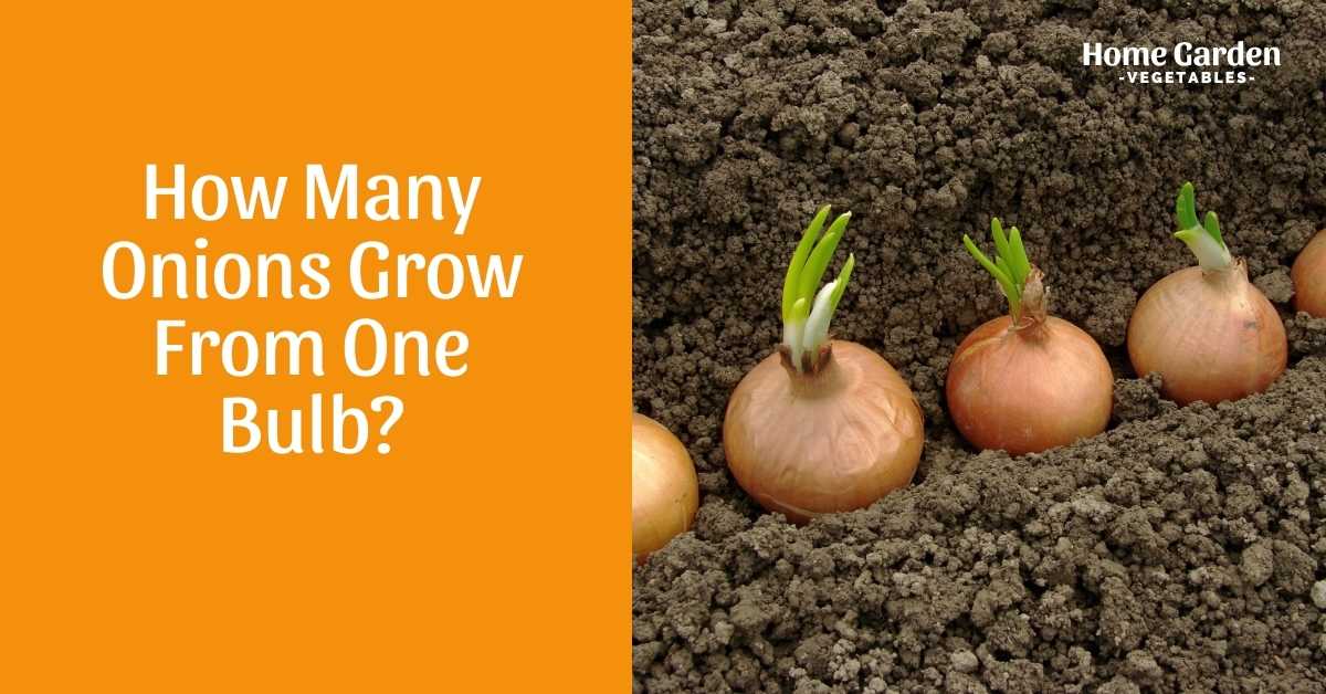 How many onions can you grow from a single onion?