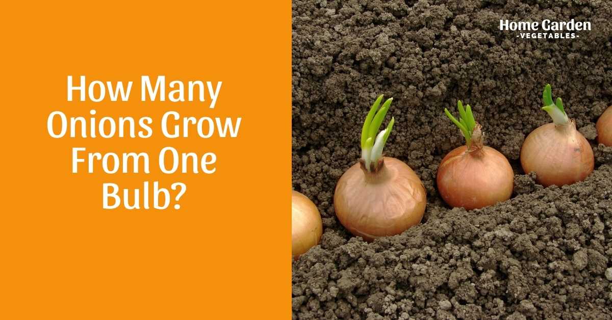 How many onions do you get from one bulb?