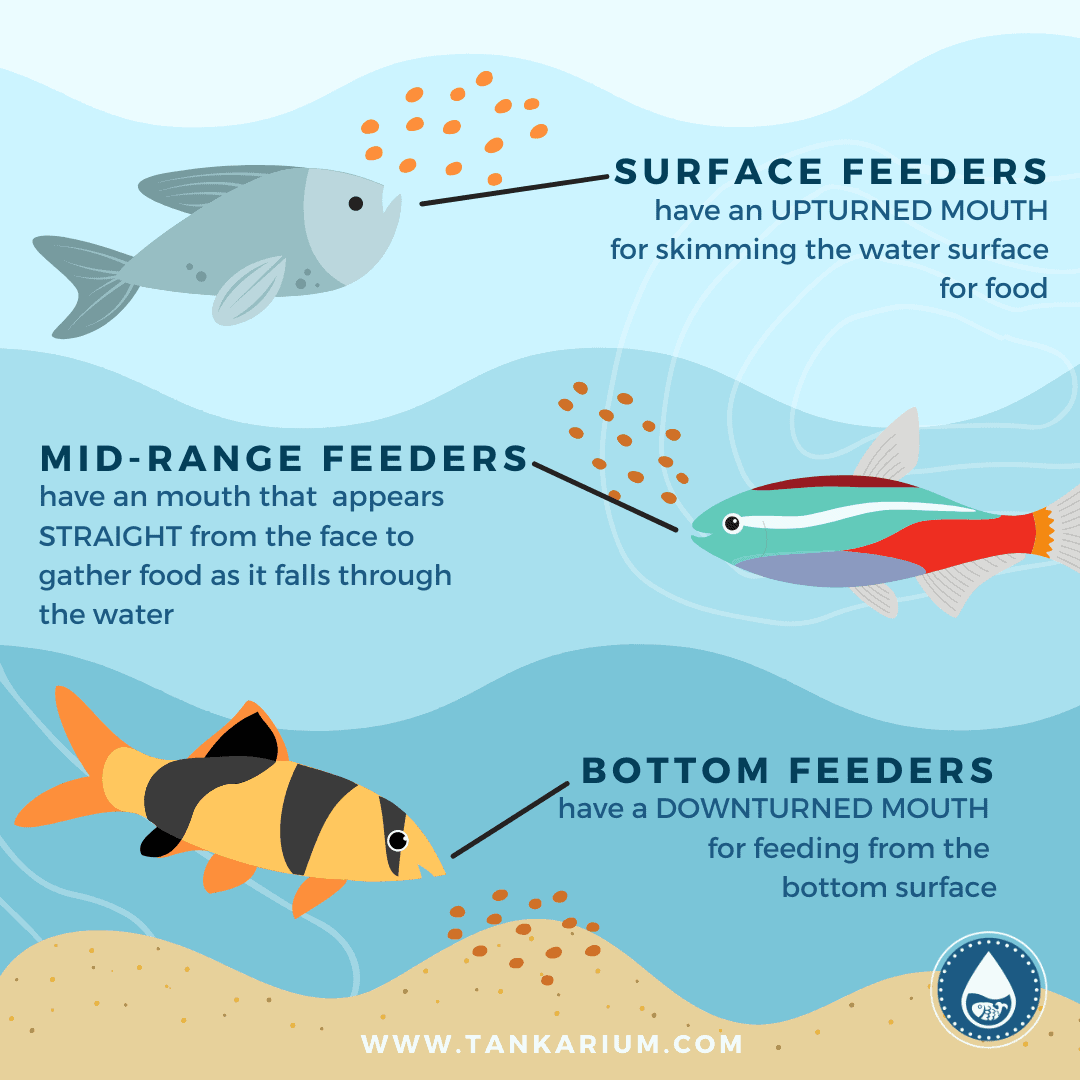 How many ounces of fish should you eat a day?