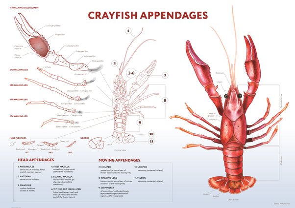 How many paired appendages Do lobsters have?