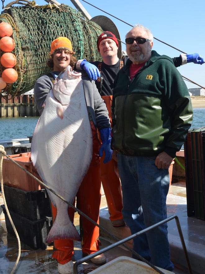 How many pounds of halibut are caught in the Gulf of Maine? [2022