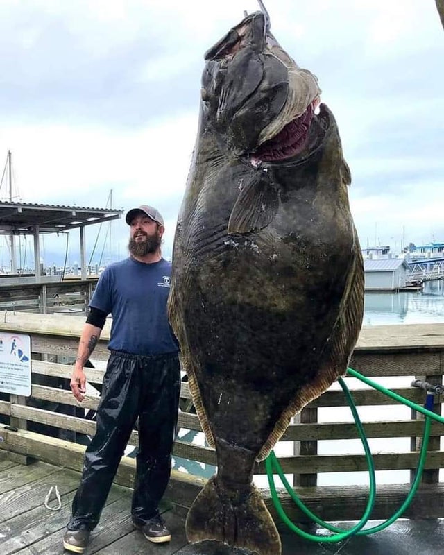 How many pounds of Halibut were caught in 2020?