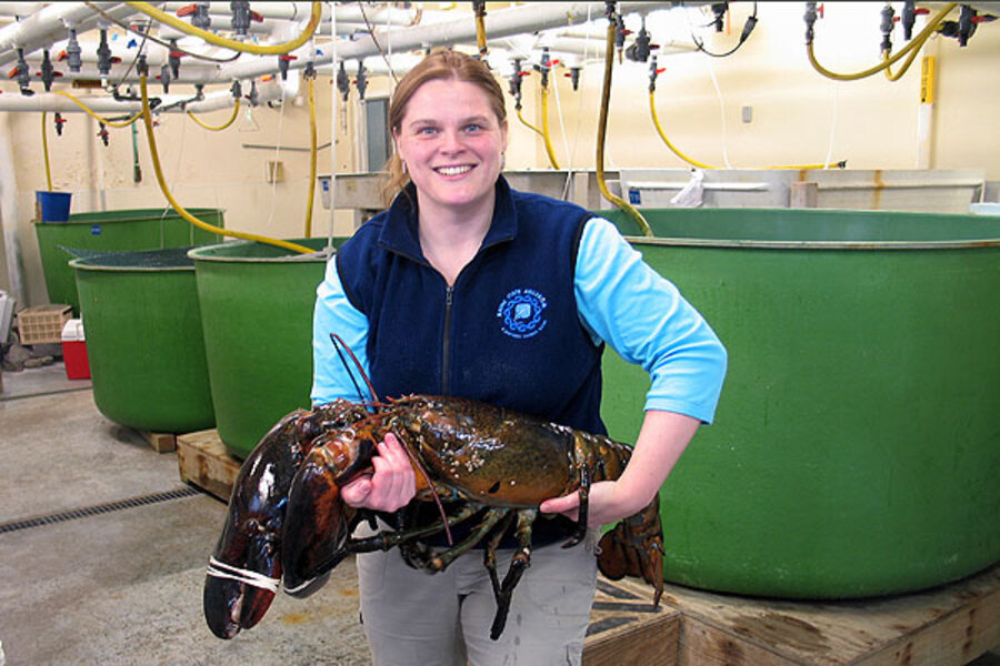 How many pounds of lobster are caught in Maine?