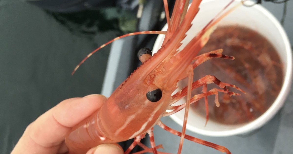 How many prawns can you keep in BC?