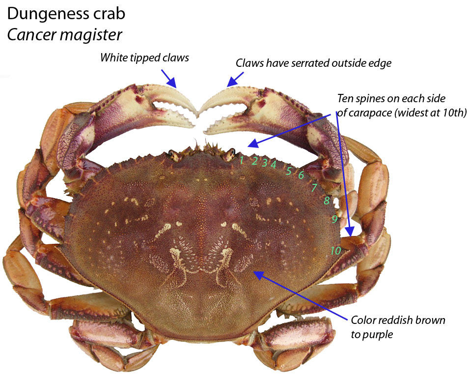 How many red rock crab can you keep in Oregon?