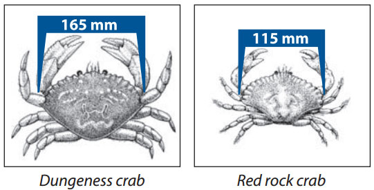 How many rock crabs can you keep?