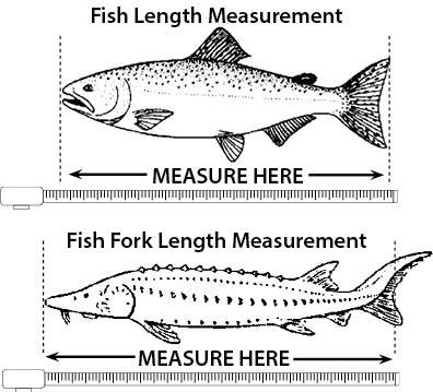 How many salmon Can a person catch in Washington state each day?