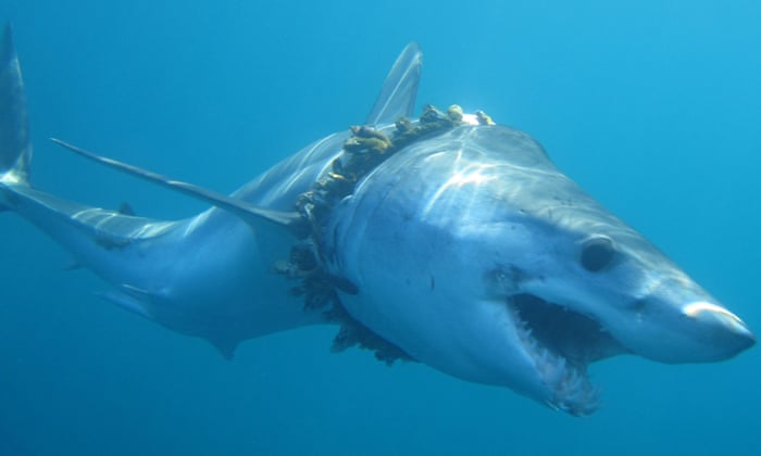 How many sharks are caught as bycatch?