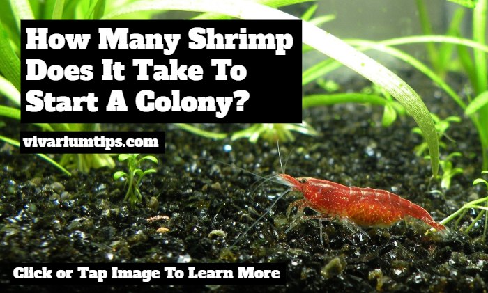 How many shrimp should I start with?