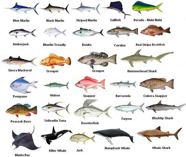 How many species of fish are there in the Pacific Ocean?