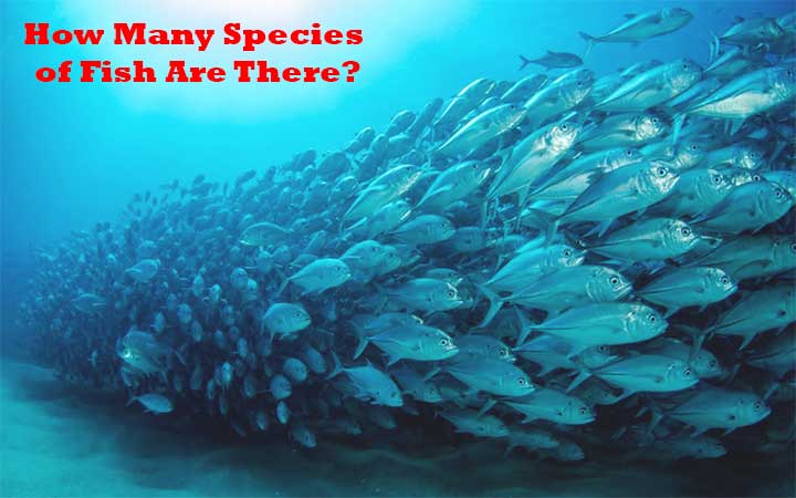 How many species of fish exist?