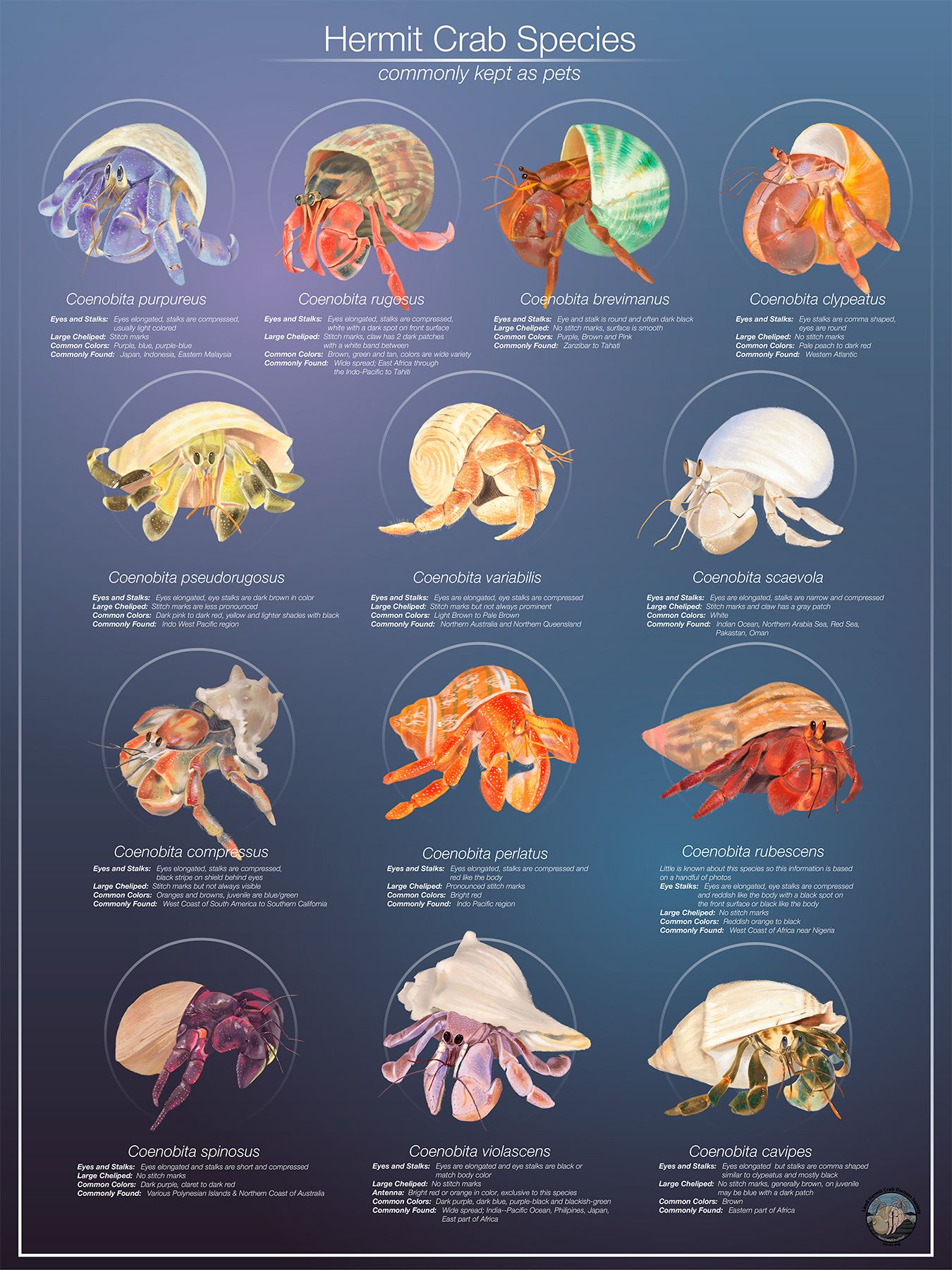 How many species of hermit crabs are there?