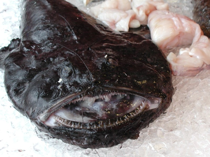 How many species of monkfish are there?
