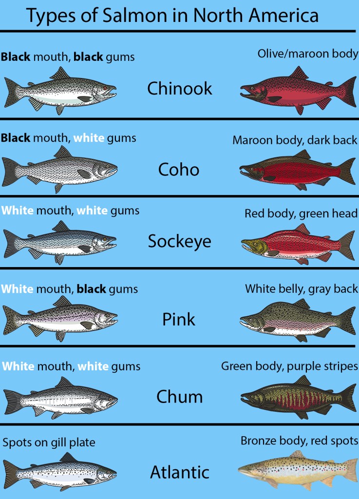 How many species of salmon are there?