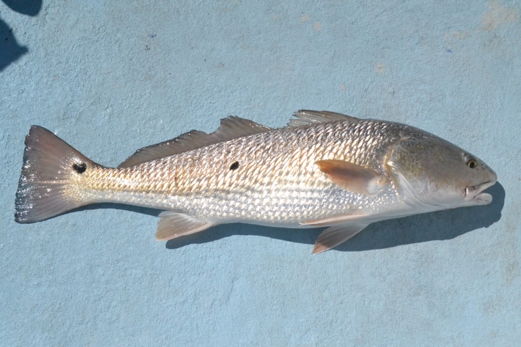 How many spots are on a redfish?