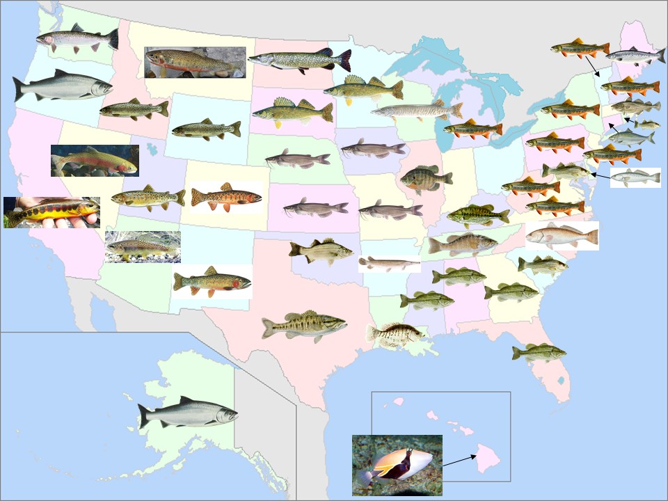 How many states have a state fish?