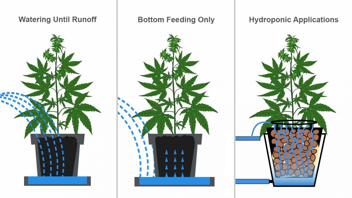 How many times a day should I water my hydroponic plants?