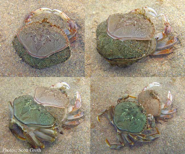 How many times a year does a Dungeness crab molt?