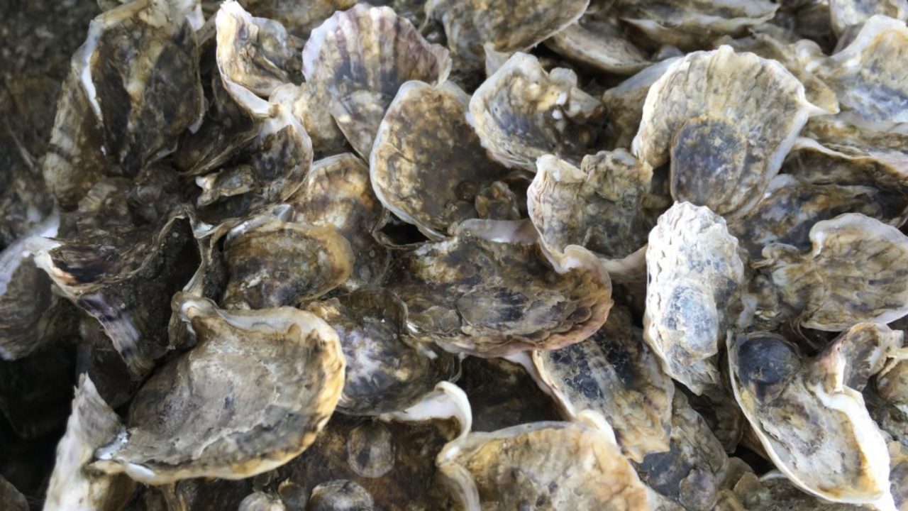 How many times can you reuse oyster shells?