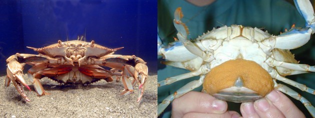 How many times do blue crabs lay eggs?
