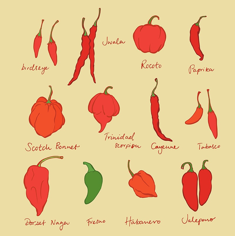 How many types of chili are there?