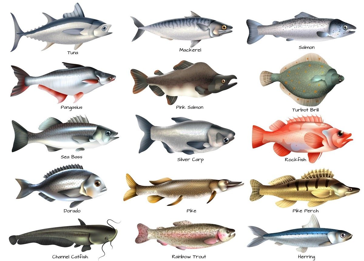 How many types of fish do we have?