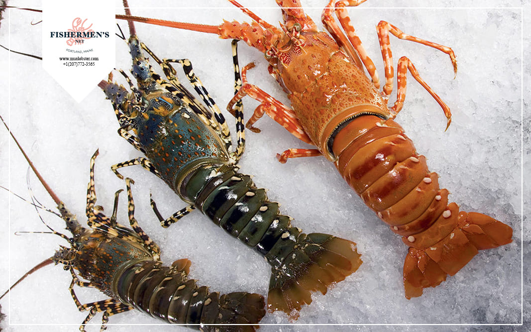 How many types of lobster are there?