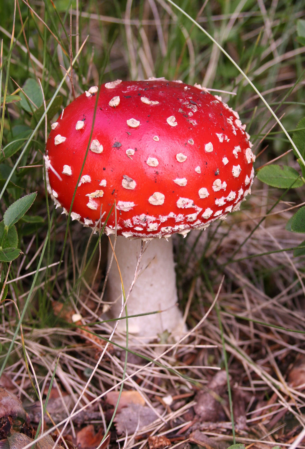 How many types of mushrooms are there?