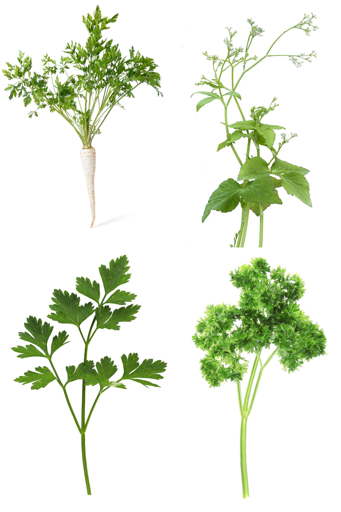 How many types of parsley are there?