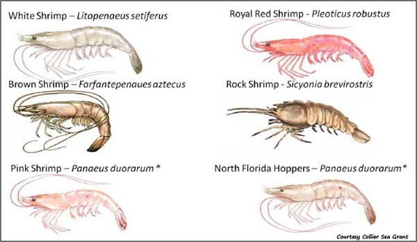 How many types of prawn fish are there?