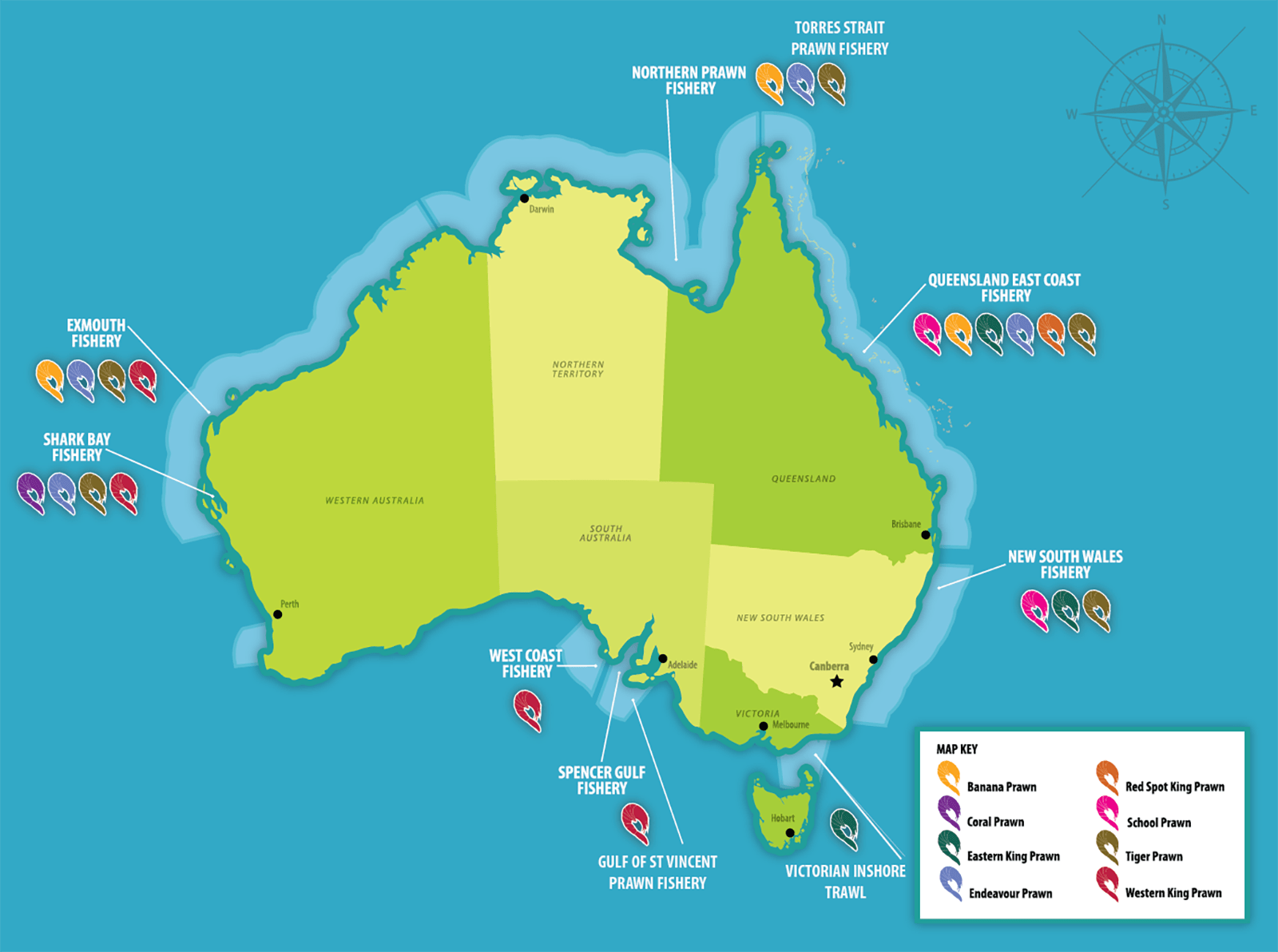 How many types of prawns are there in Australia?