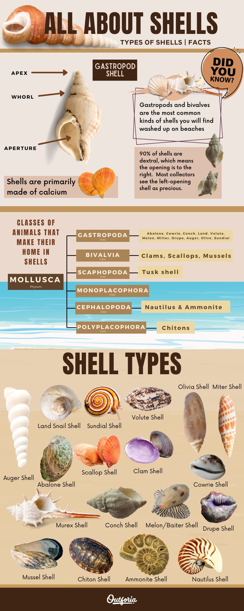 How many types of shell do we have?