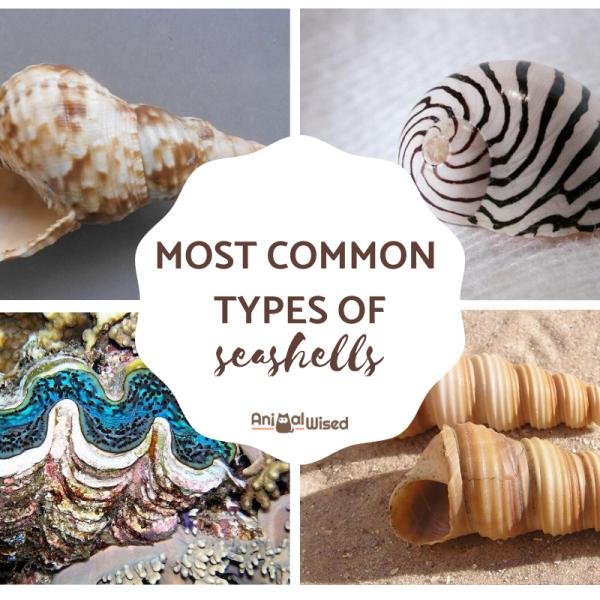 How many types of shell we have?