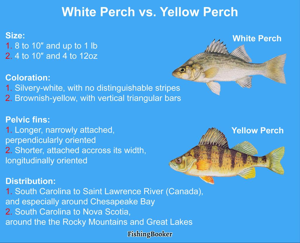 How many white perch can you keep in South Carolina?