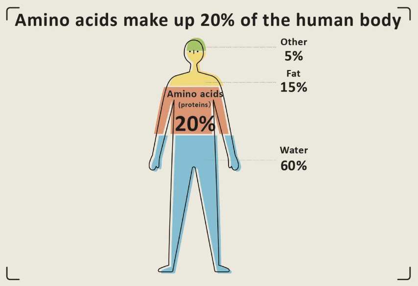 How much amino acid does your body need?