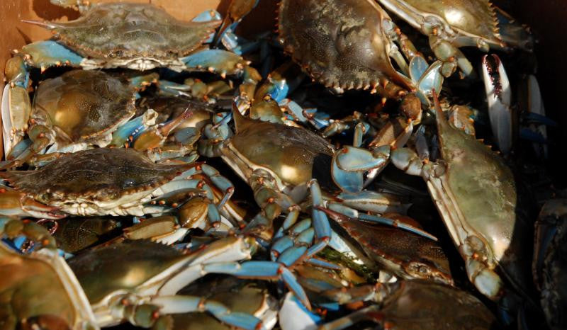 How much are live blue crabs?