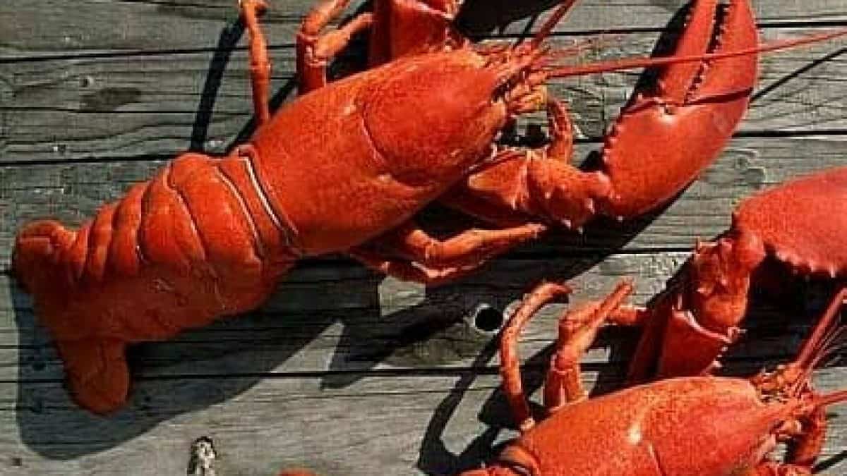 How much are live lobsters a pound?