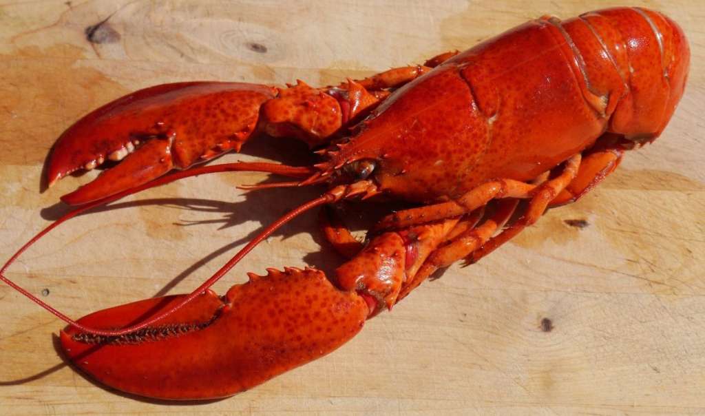 How much are Maine lobsters right now?