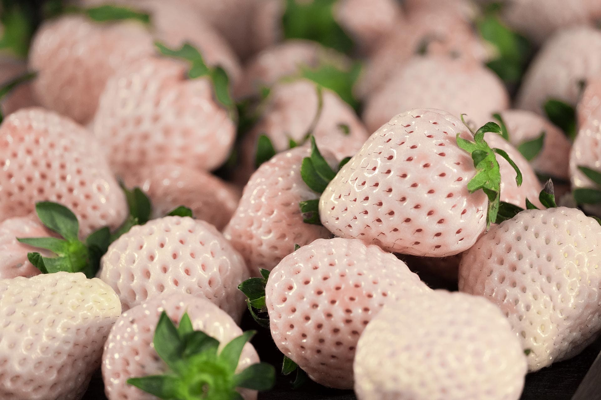 How much are white strawberries in Japan?