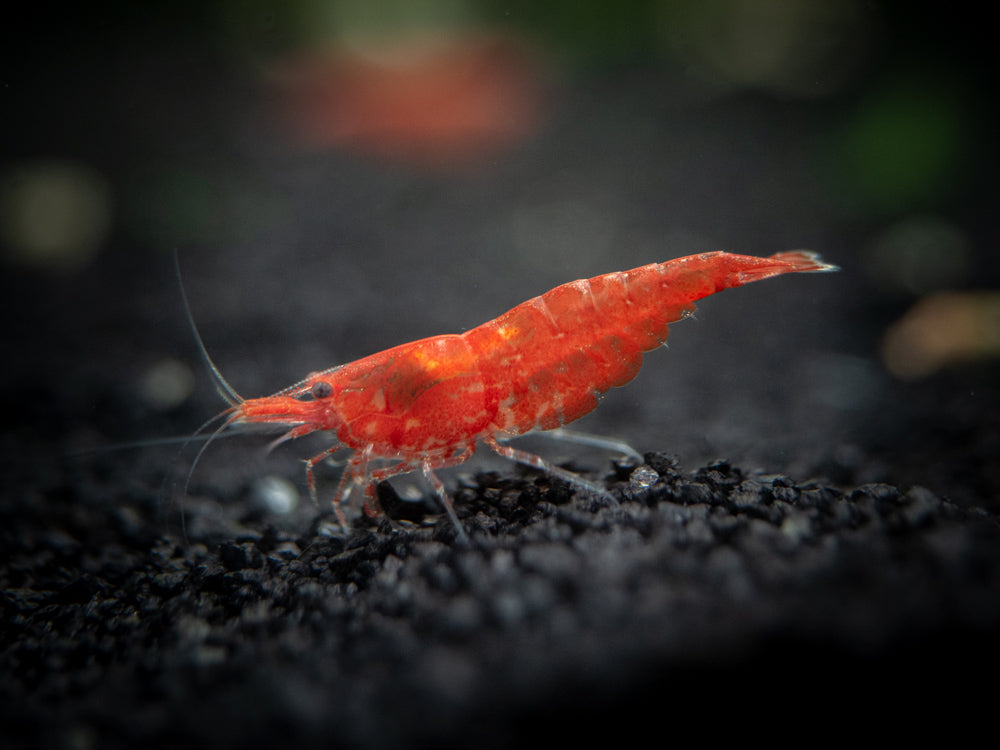 How much can I sell red cherry shrimp for?