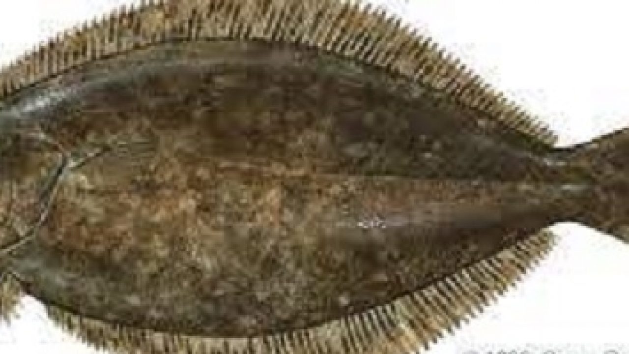 How much cholesterol is in a serving of flounder?
