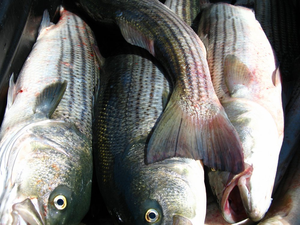 How much do bass cost per pound?