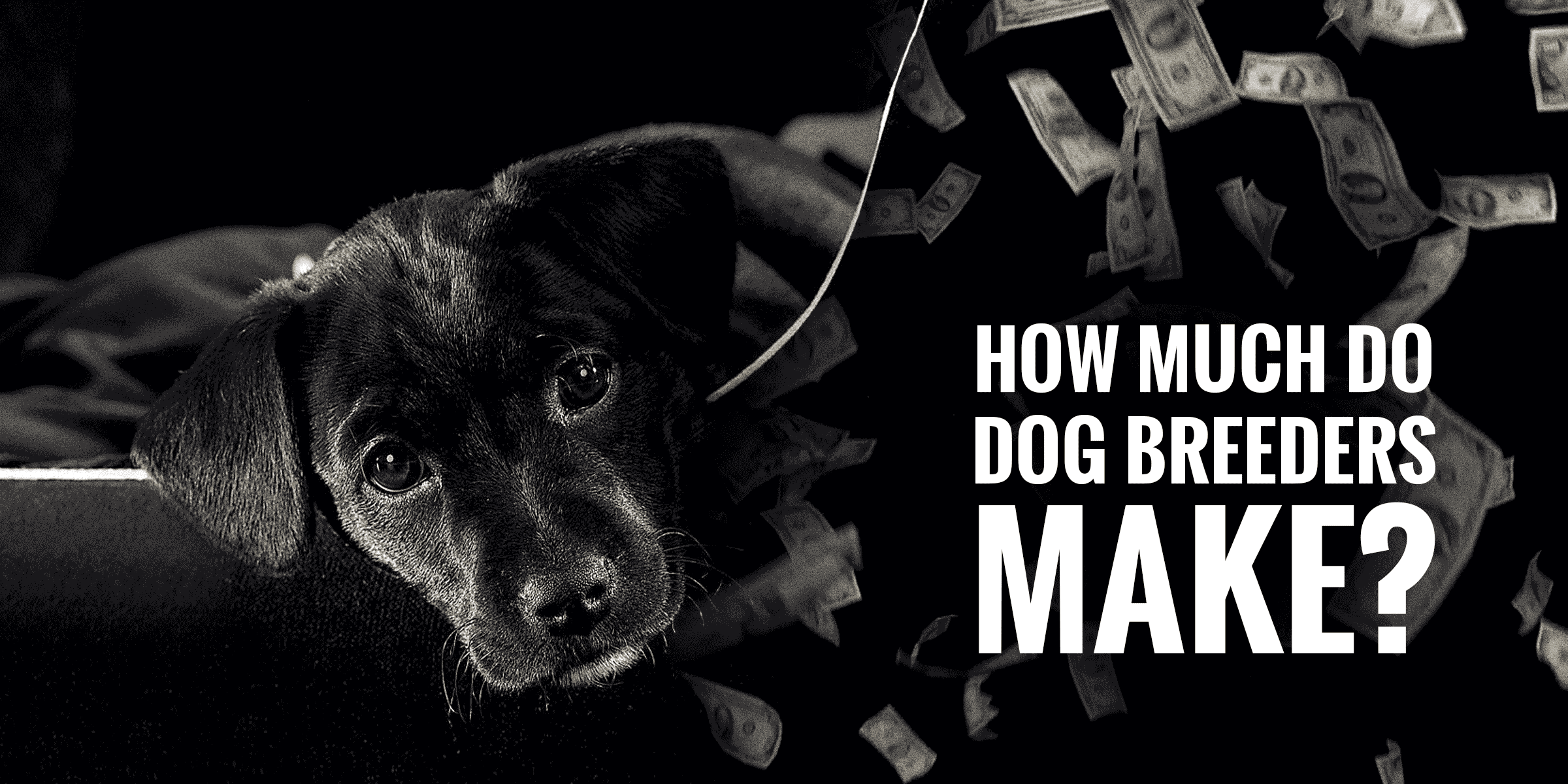 How much do dog breeders get paid?