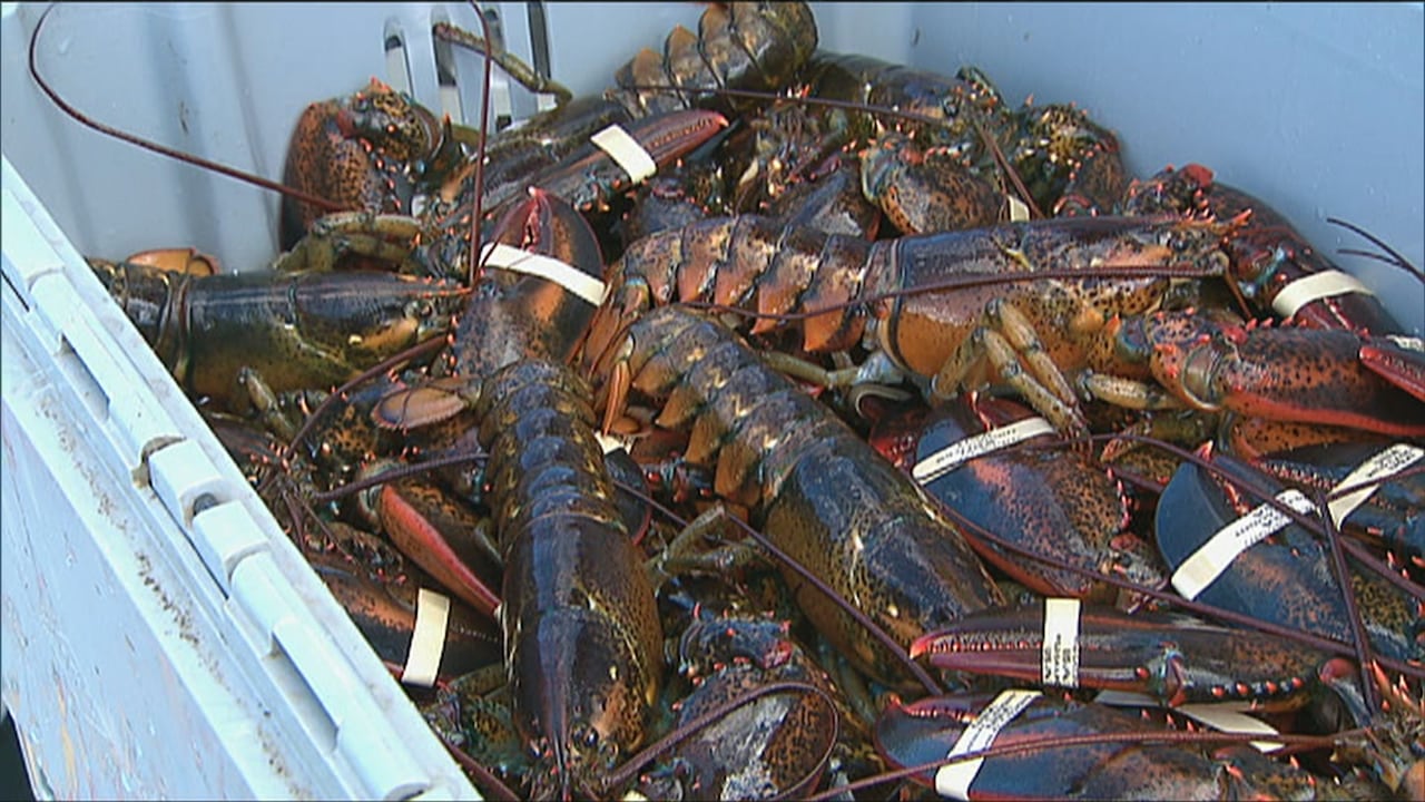 How much do lobster fishermen make in New Brunswick?