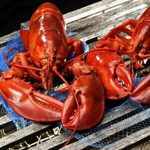 How much does a 2 lb lobster cost?