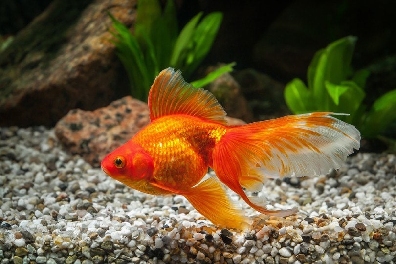 How much does a goldfish cost?
